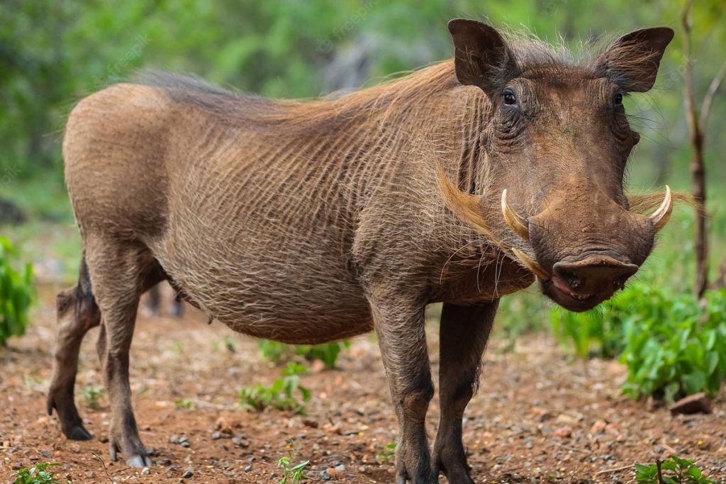 Warthog – Ludum Game